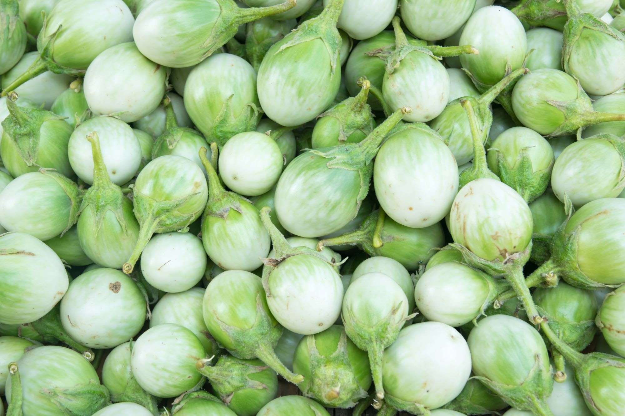 Mengungkap Manfaat Terong Hijau bagi Kesehatan Lambung - Website Resmi ...